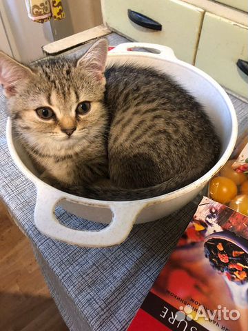 Британские котята