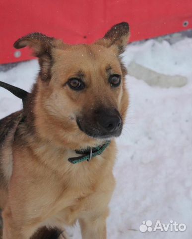 Небольшая собачка Лили ищет дом