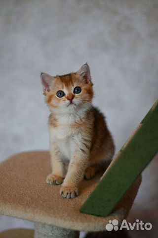 Мальчишки и девчонки