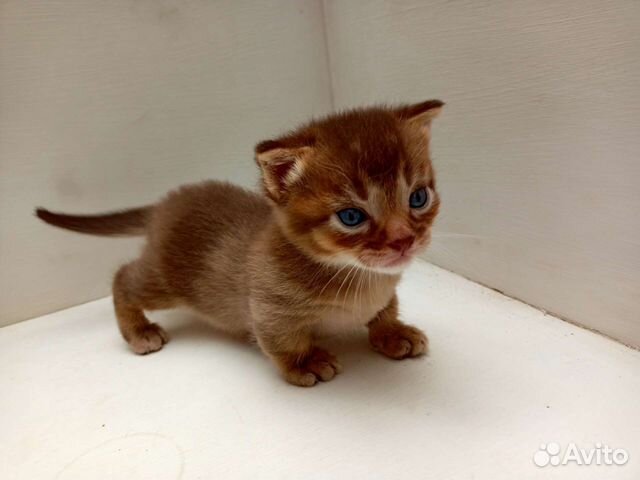 Золотой котик Манчкин