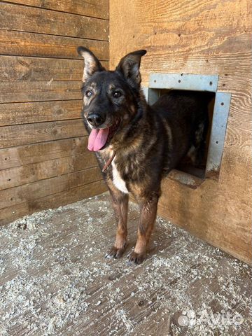 Блюз- славный добрый парень дом