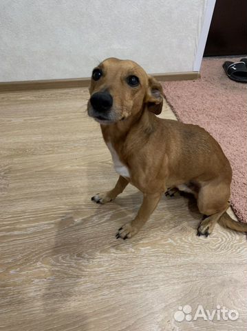 Немецкий пинчер в добрые руки