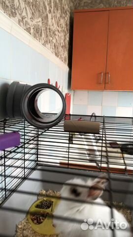 Кролик 5 месяц вмести с клетки