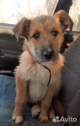 Скромный Бублик ищет дом и хозяина