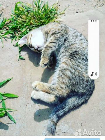 Кошечка в добрые руки, подросток на вид месяца 4