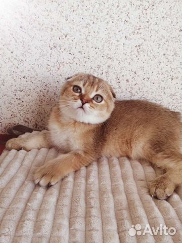 Золотая шиншиллка. Котик и кошечка