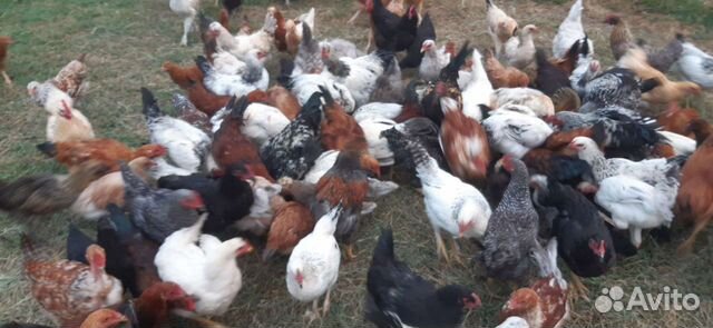 Куры молодки несушки доминант