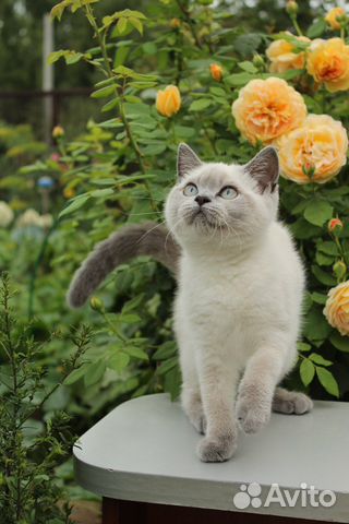 Шотландские кошечки