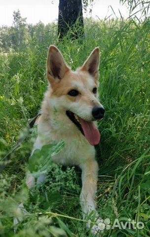 Патрик ждёт вас в приюте