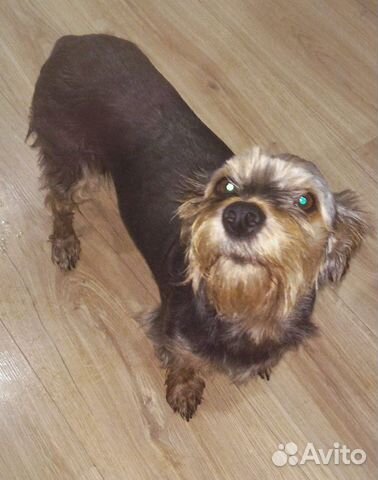 Йорк в добрые руки