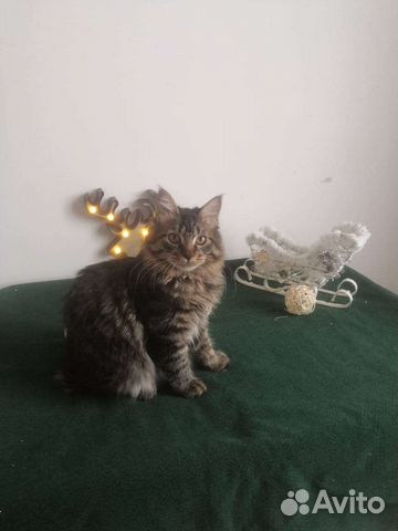 Котик Курильский бобтейл