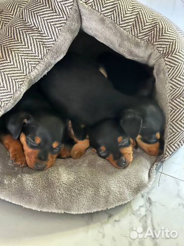 Пражский крысарик