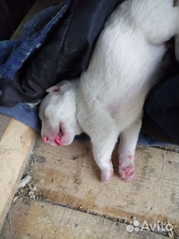 Западно сибирская лайка