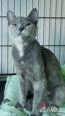 Стерилизованная Мэри ищет дом