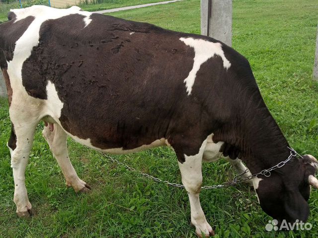 Корова стельная дойная. Вторым телком