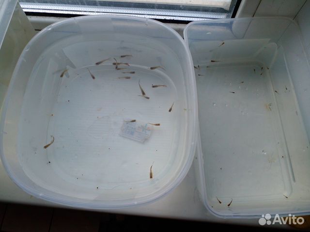 Аквариумные рыбки гуппи 37 штук и яванский мох отд
