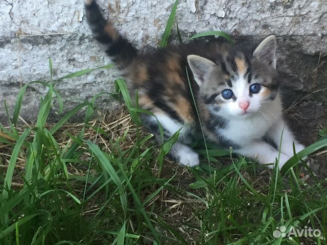 Две девочки очень красивые