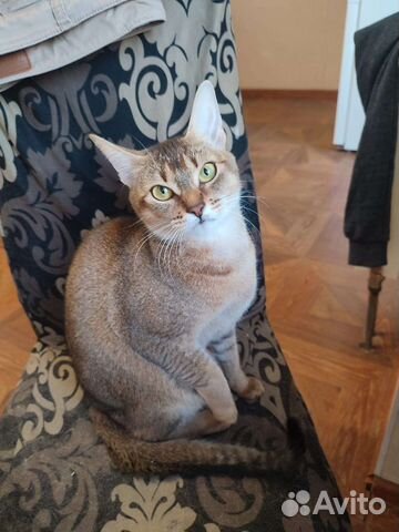 Абиссинская кошка