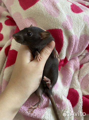 Крыса дамбо с клеткой