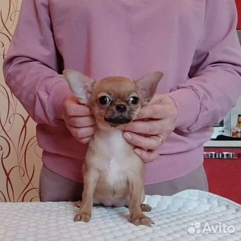 Мини девочка чихуахуа