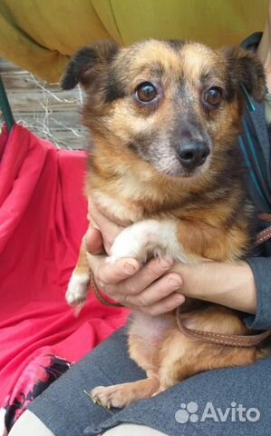 Собака в добрые руки