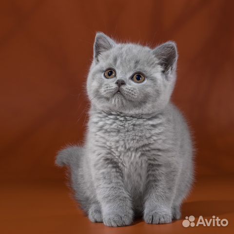 Британские элитные котята Англия