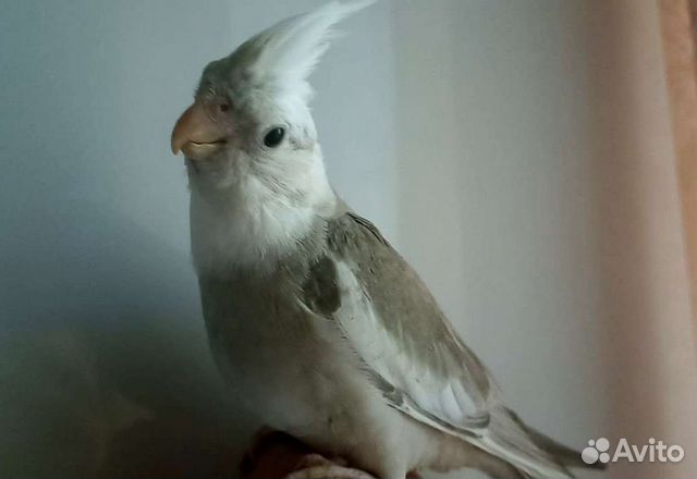 Попугай корелла птенец ручной