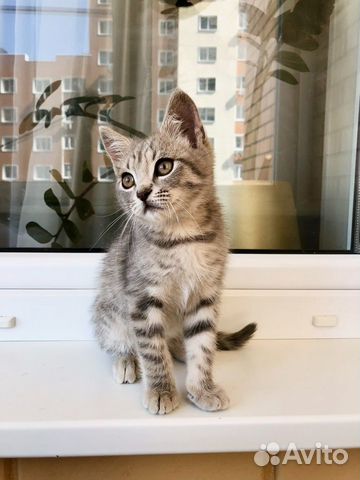 Ласковый котенок Мажор в дар добрым людям