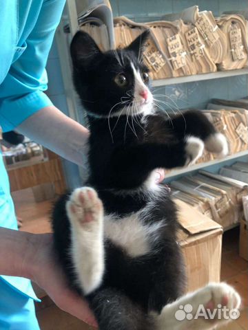 Котята черненькие 2 месяца