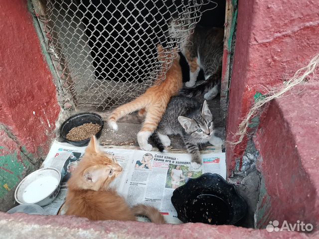 Котята нашего двора
