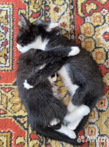 Кошки