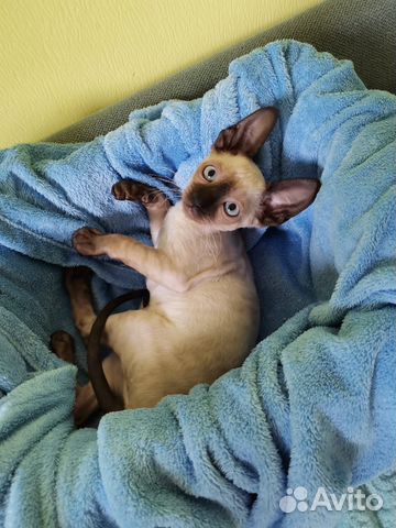 Кошечка корниш-рекс