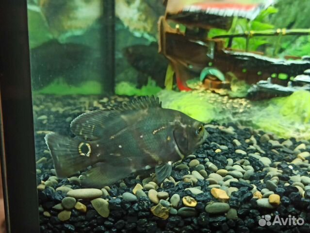 Астронотусы