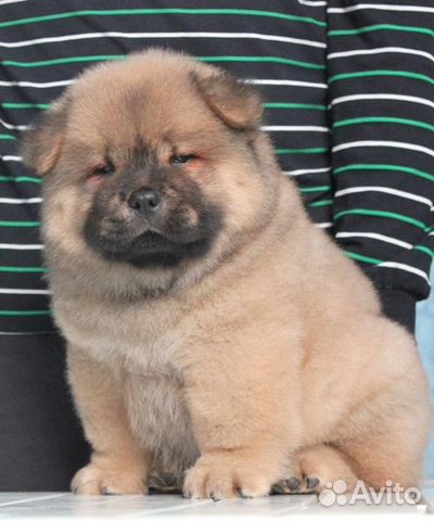 Биг Босс.мальчик