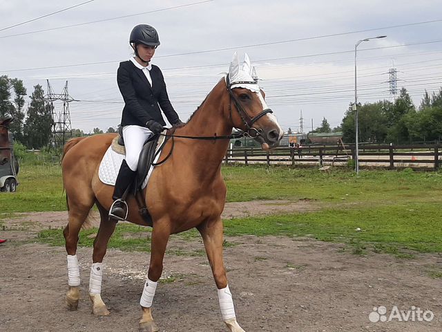 Буденовский мерин с документами