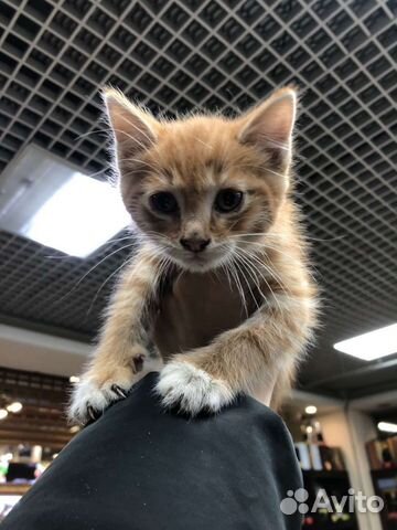 Ласковый Лёва бегает по рынку