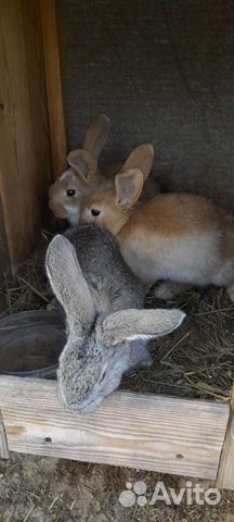 Кролики гиганты