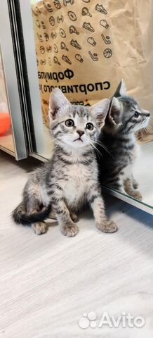 Котенок Семира девочка ищет дом