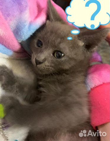 Котенок Смурфик