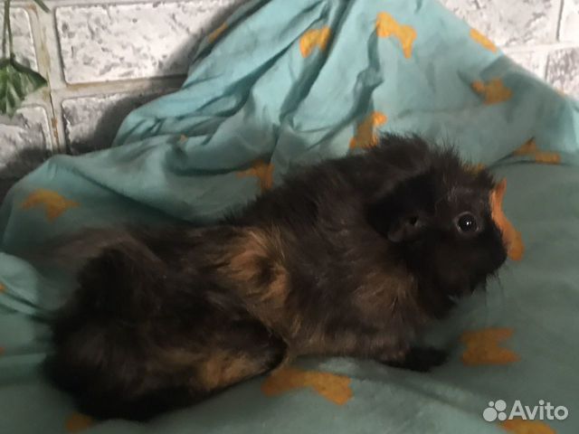 Морская свинка девочка