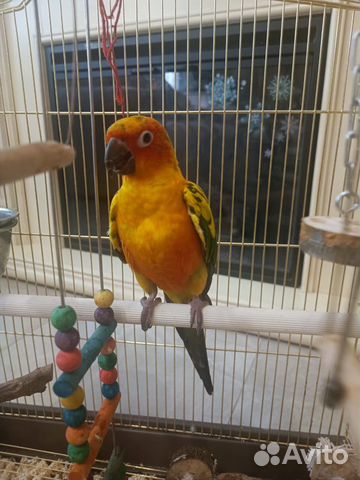 Попугай аратинга яндайя