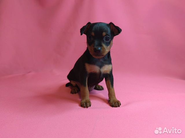 Пражский крысарик