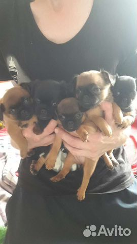 Пти-барабансон