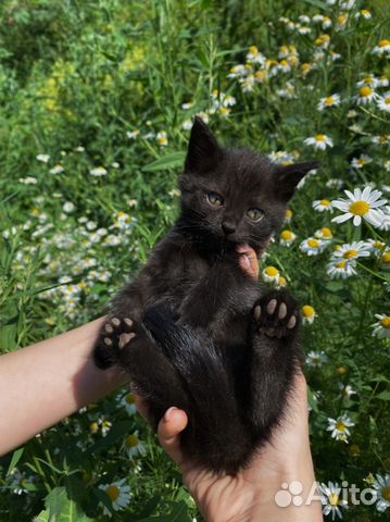 Жгучий брюнет и по совместительству котенок