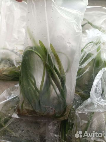 Водоросли Валиснерия