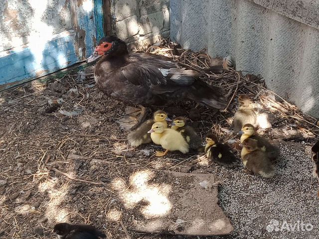 Индоутята голубые и курица с цыплятами
