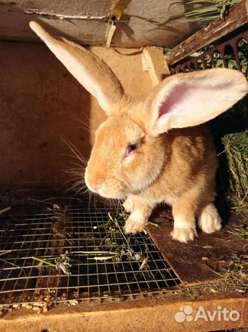 Кролики мясных пород
