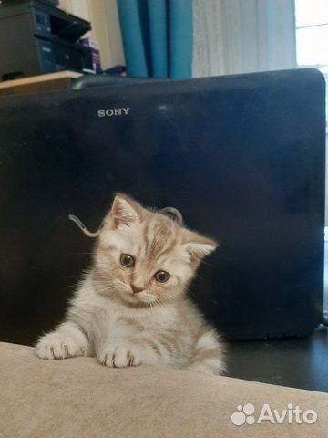 Шотландский мраморный котенок мальчик