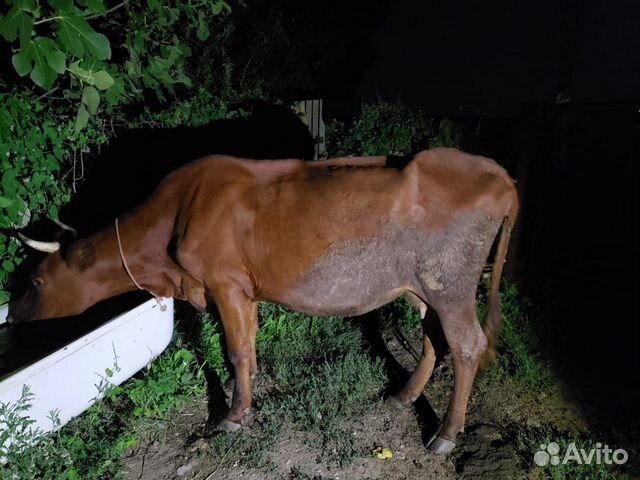 Продам молодую корову