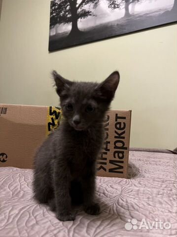 Котенок Русская голубая